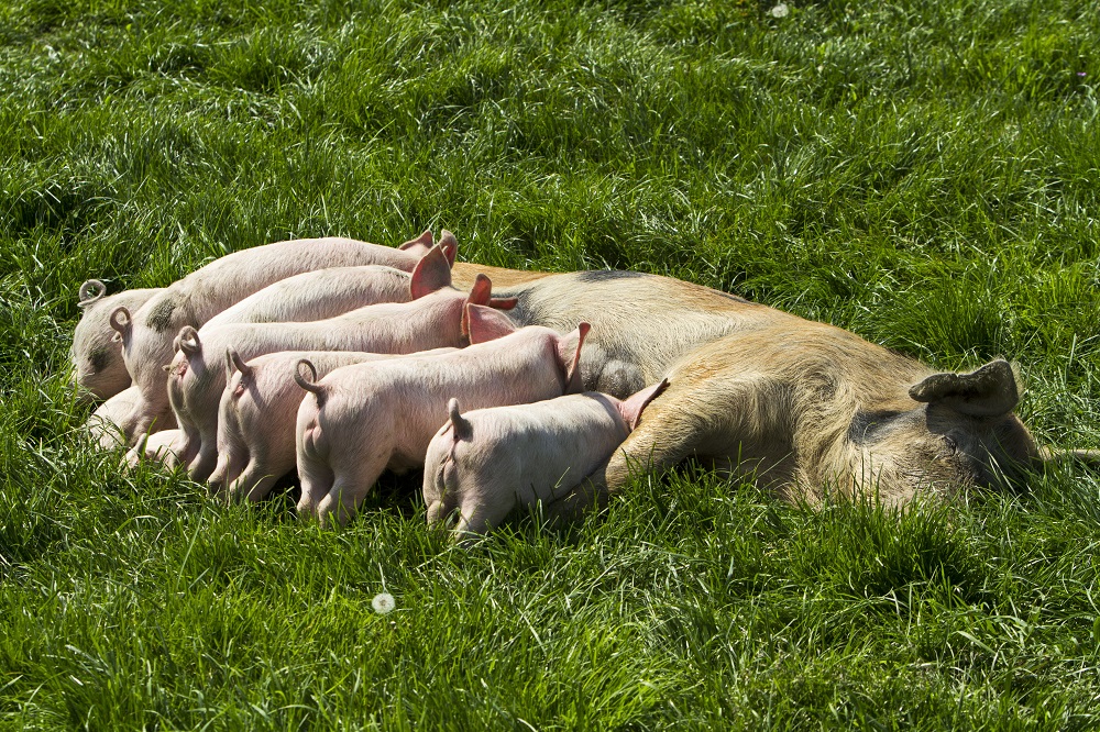 FDA and USDA Spar Over Regulatory Authority of GE Animals